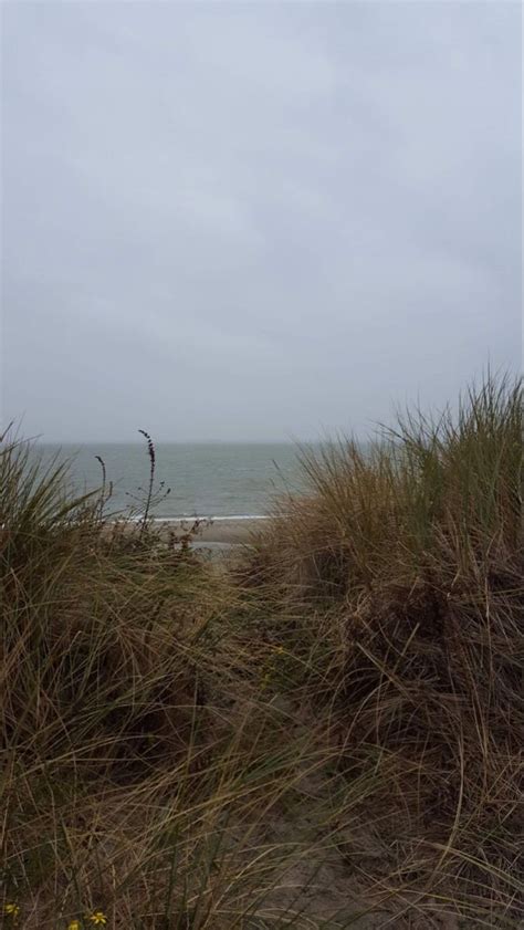 Grassy Beach On Overcast Day