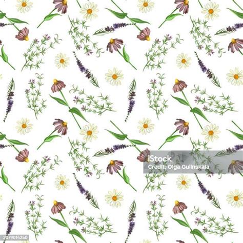 수채화 패턴입니다 초원 풀과 꽃 에키네시아 헤더 오레가노 흰색 배경에 수채화로 손으로 그렸습니다 직물 및 종이 디자인 벽지 스크랩북에 인쇄하는 데 적합합니다 개념에 대한