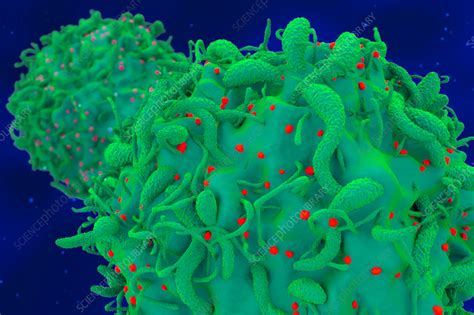 Cells Infected With Hiv Illustration Stock Image F0438624 Science Photo Library