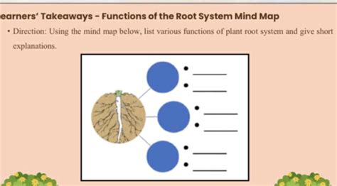 Earners Takeaways Functions Of The Root Studyx