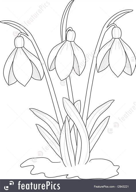 Snowdrop Drawing At Explore Collection Of Snowdrop