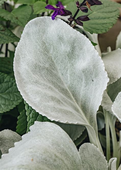 Senecio Angels Wings 3l Burford Garden Co