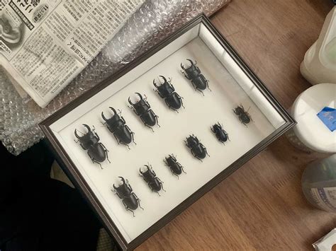 千葉県オオクワ採集 昆虫採集記 楽天ブログ