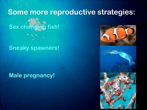 Ppt Sex And The Sea Powerpoint Presentation Free Download Id