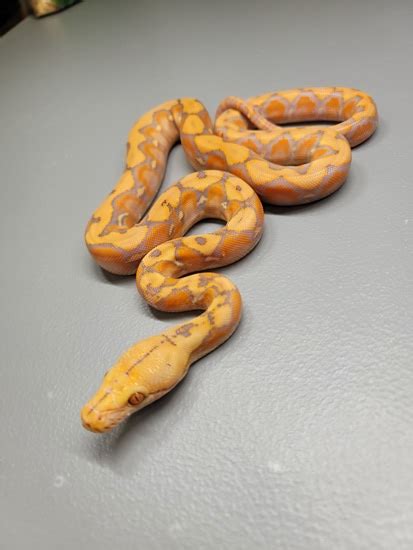 Purple Albino Reticulated Python By Reptilian Exotics