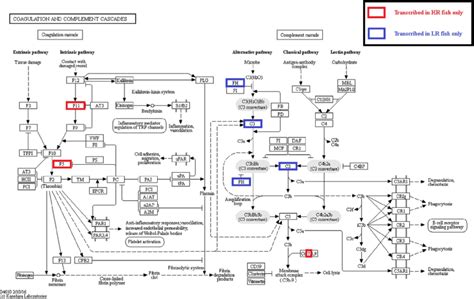 Annotated Transcripts In The Complement And Coagulation Cascades Kegg