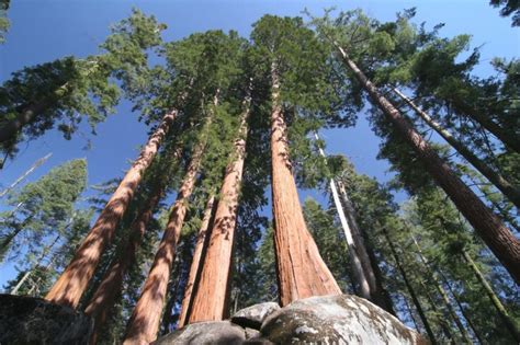 The Private Life Of Hyperion The Worlds Tallest Tree