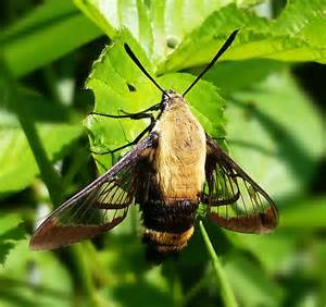 Hummingbird Moth Hemaris Thyshe Hemaris Diffinis Bugguidenet