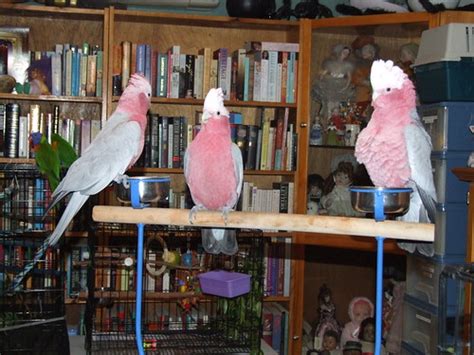 Do All Of Your Birds Get Along