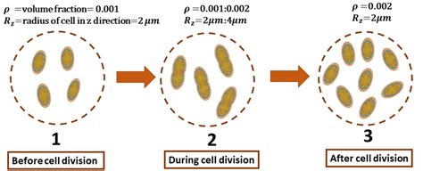 The Duplication Procedure In Three Phases Before Cell Division During