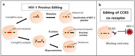 gene editing by crispr cas9 a crispr cas9 introduces double stranded