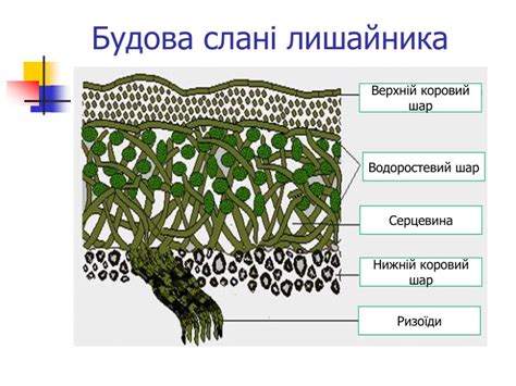 Презентація Лишайники