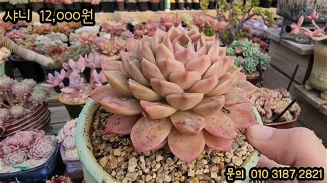 이천승아다육😘온라인 다육판매😎01031872821 간편한 문자주문 빠른배송 친절한 전화상담 5만원이상 무료배송 다육이 다육식물 다육판매 Youtube