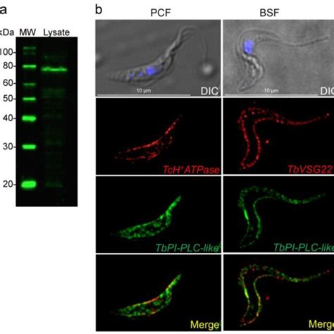 Localization Of Tbpi Plc Like A Western Blot Analysis Of Total Cell