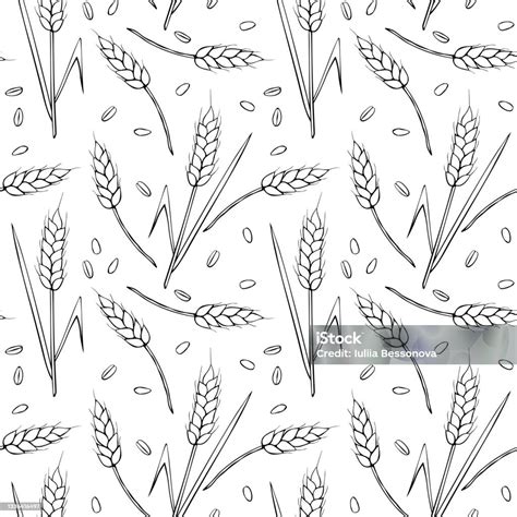 밀 스파이크렛과 곡물 벡터 원활한 패턴 스케치 스타일로 그려진 윤곽선은 격리되었습니다 베이커리 제품 밀가루 수확 추수 감사절을