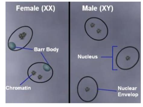 Biochemistry Ii Lecture 18 Sex Linked And Mitochondrial Disorders
