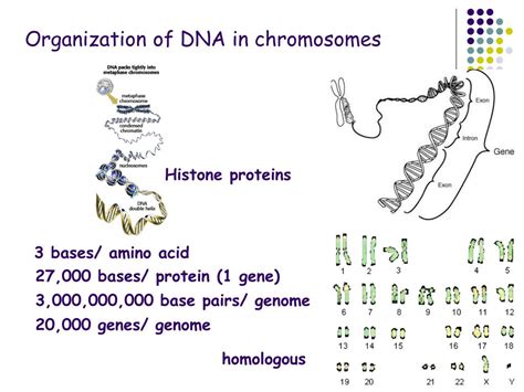 Ppt Cot 6930 Hpc And Bioinformatics Introduction To Molecular Biology Powerpoint Presentation