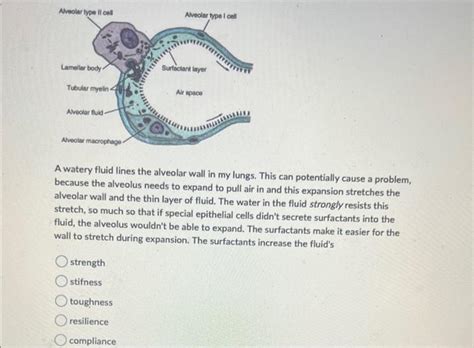 Solved Compared To A Tendon With Little Elastin In The Ecm
