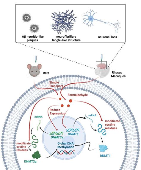 Multiple Roles Of Formaldehyde In Methylation Formaldehyde Decreased