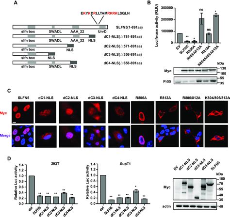The N Terminal Domain And The Nls Allow Slfn5 To Inhibit Hiv 1 A