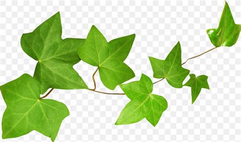 Ivy Leaf Екстракт листя плюща Plant Stem Png 1600x947px Ivy Branch