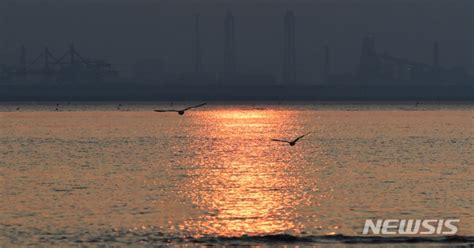 붉은바다 위를 날으는 갈매기