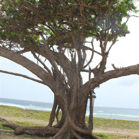 Tree Of Life Beach Discover A Tranquil Paradise Amidst Natural Splendor TooLacks
