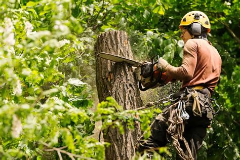 Tree Services Delaware County Pa V Serranos Landscaping