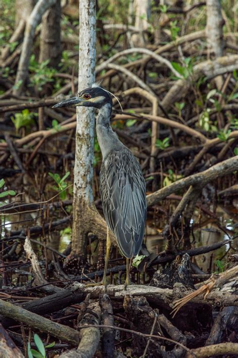 Heron By Linkaidi On Deviantart