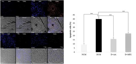 The Result Shows Dapi Staining Tunel Staining And Merge Download