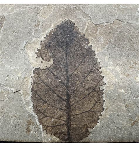 Fossils For Sale Fossils Rare Middle Eocene Partially Bug