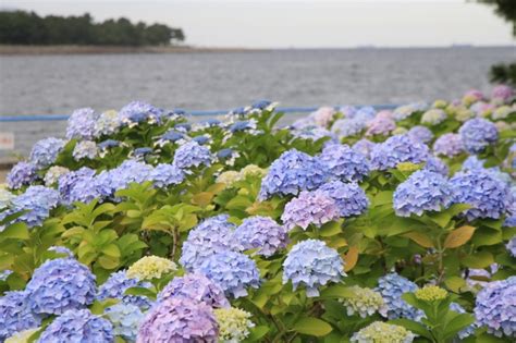 横浜の花の名所特集 ～春・夏
