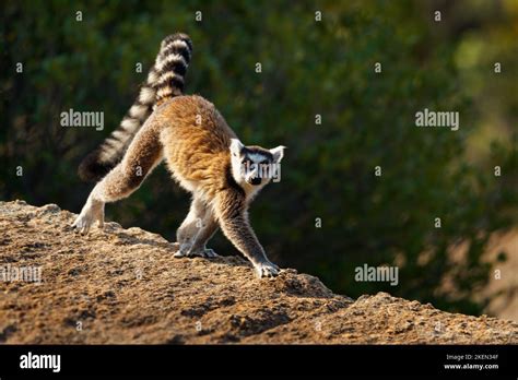 Ring Tailed Lemur Lemur Catta Large Strepsirrhine Primate With Long