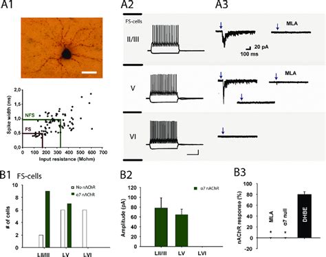 Nachr Modulation Of Fs Interneurons A1 Biocyting Staining Of An Fs