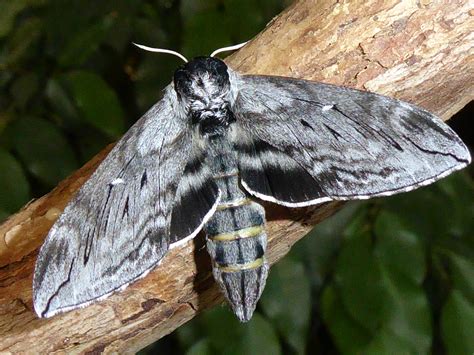Sphinx Poecila Sphinx Sphingidae Species Silkmoths And More