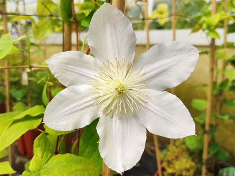 Clematis madame le Coultre
