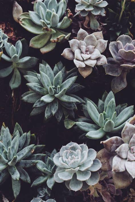 Fertilizante Para Cactus Y Suculentas Consejos Y Recomendaciones Eficaces
