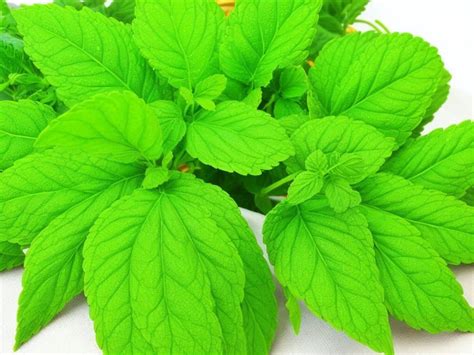 Lemon Balm Meaning And Types FloristEmpire