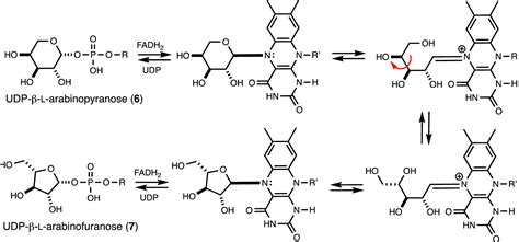 Biosynthesis Of Udp β L Arabinofuranoside For The Capsular Polysaccharides Of Campylobacter