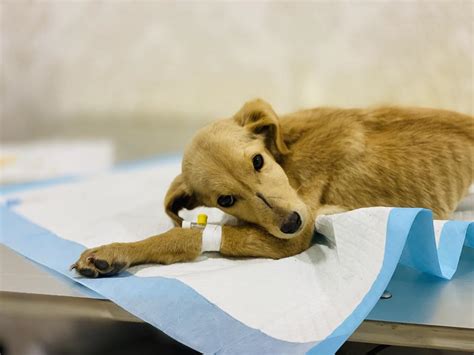 მიუსაფარი ცხოველები