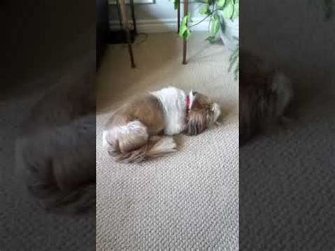 Why Do Dogs Make Noises When Sleeping