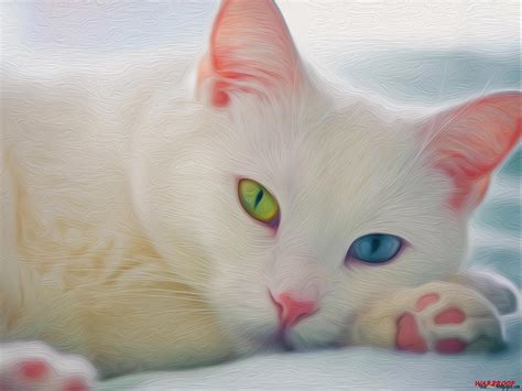 Cute White Cat Background 2k Wallpaper Download