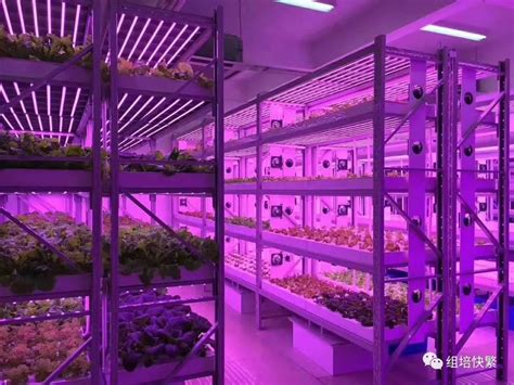 组培专用补光灯，植物生长灯，组培仪器、组培灯，led光谱灯，组培设备、组培架定做 哔哩哔哩