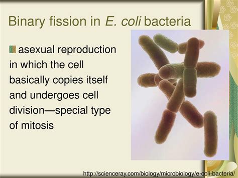 Objective 1 1 Identify Unicellular Organisms Including Bacteria