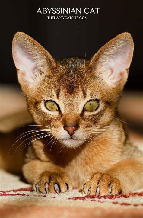 350 Abyssinian Cats A Very Special Breed Ideas Abyssinian Cats