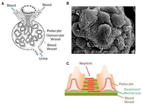 Glomerular Podocytes And Filtr [image] Eurekalert Science News Releases