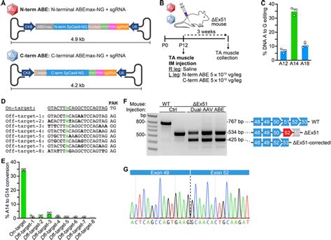 Exon Skipping By Aav Mediated Base Editing In The ∆ex51 Mouse Model