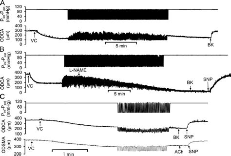 Endothelial Role In The Cyclic Transmural Pressure Induced