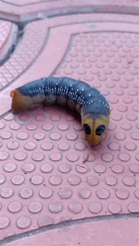 Mooshi R Whatsthisbug