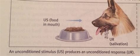 Learning Classical Conditioning Chapter 5 Test 3 Flashcards